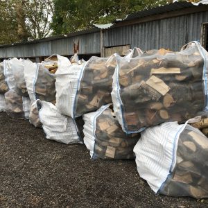 Blaise in Trees – We Love Trees